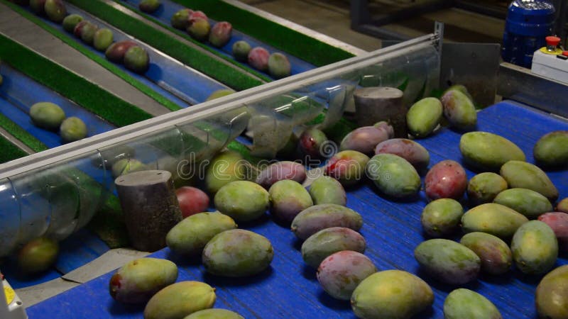 Mangoes Fruit Rolling in Packaging Line Stock Video - Video of ...
