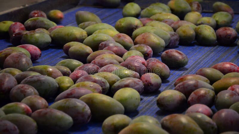 Mangoes Fruit Rolling in Packaging Line Stock Video - Video of ...