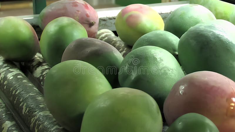 Mangoes in a Industrial Line Fruit Grader Stock Video - Video of horto ...