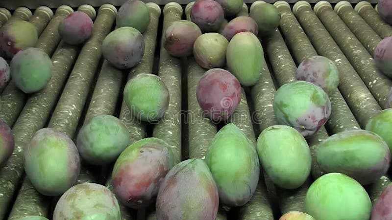 Mangoes Fruit in Packaging Line3 62 4K Stock Footage - Video of eating ...