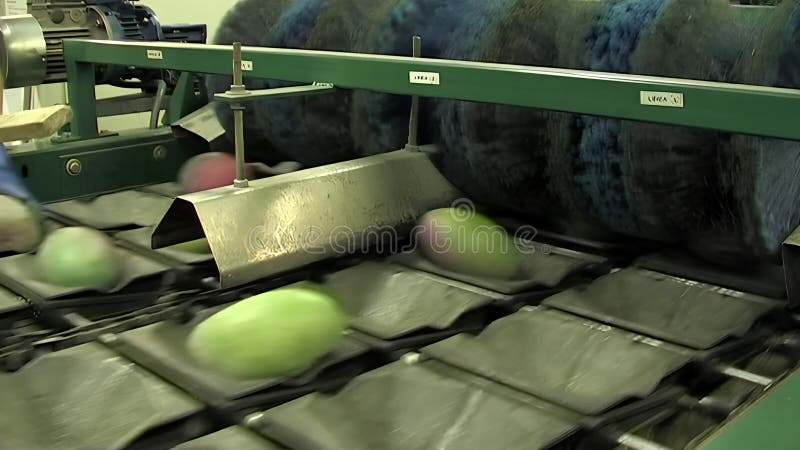 Mango Fruit in Industrial Line of Processing Stock Video - Video of ...