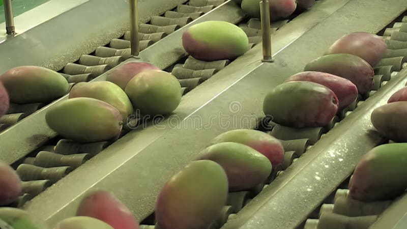 Mangoes Fruit Rolling in Packaging Line Stock Video - Video of ...