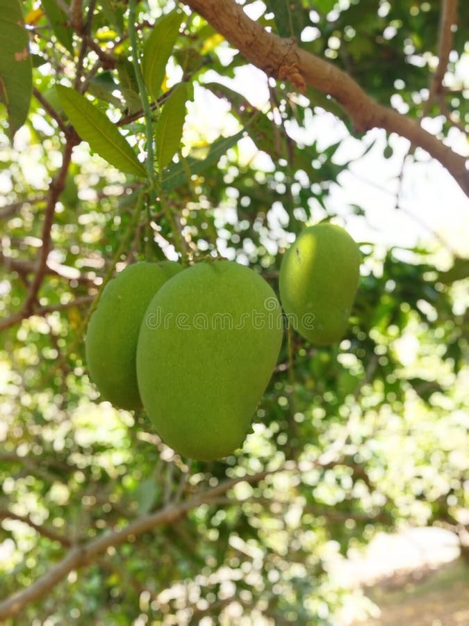 Mangoes Fruits Natural Not Cutted Stock Image - Image of mangoes ...