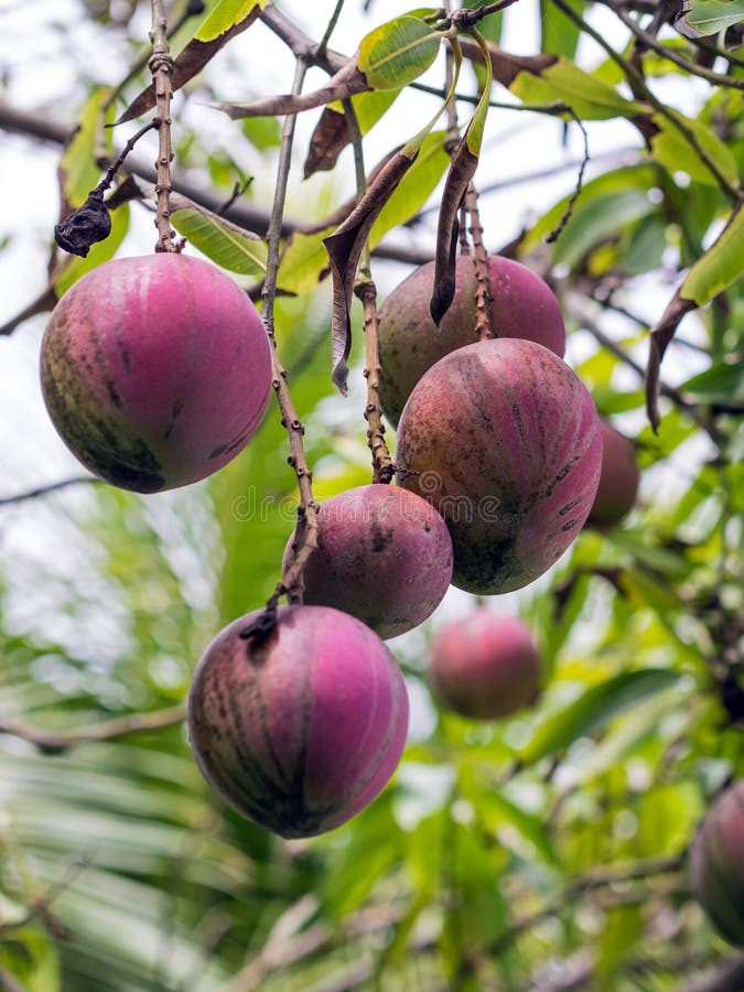 Mangoes stock photo. Image of anacardiaceae, tropical - 40345150