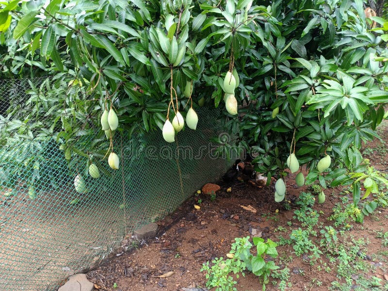 Mangoes Hanging Down on Short Mango Trees Stock Image - Image of short ...