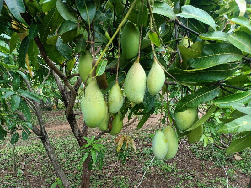 Mangoes Hanging Down on Short Mango Trees Stock Photo - Image of trees ...