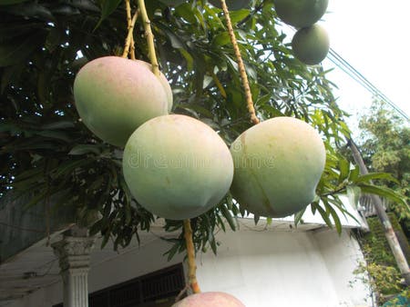 Mangoes on the tree stock image. Image of asia, garden - 100554589