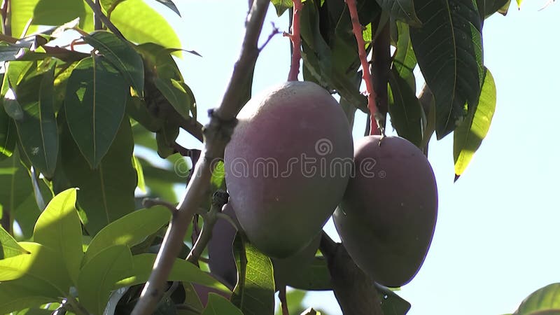 Mangoes hanging in a tree stock footage. Video of vegetables - 297081444