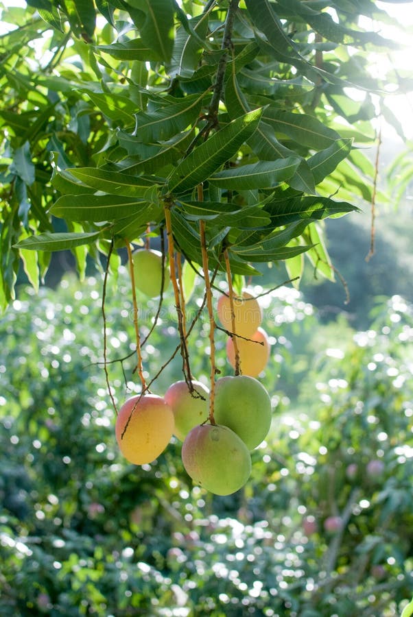 Cluster of Raw Mangoes on a Mango Tree. Mango Tree Stock Photo - Image ...