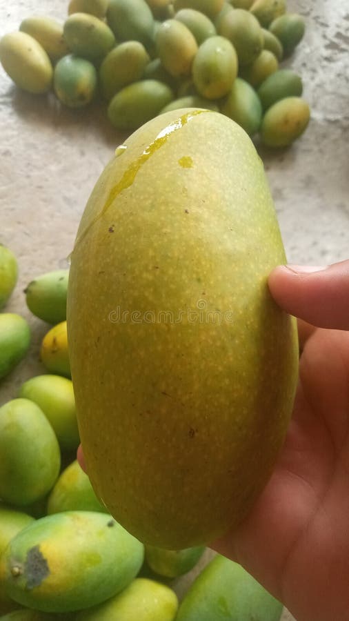 Mangoes Hd File the Best Image Stock Photo - Image of dish, plant ...