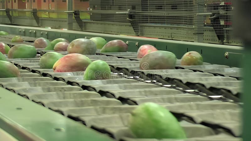 Mangoes in a Industrial Line Fruit Grader Stock Video - Video of horto ...