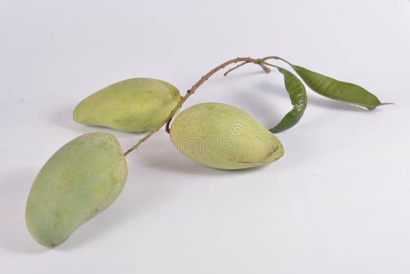 Group of Mangoes stock photo. Image of mango, close - 120488126