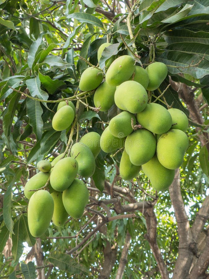 Mango Tree Thailand Stock Images - Download 2,329 Royalty Free Photos