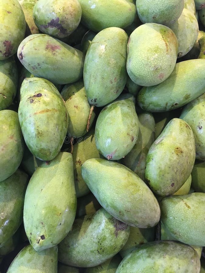 Mangoes stock image. Image of fresh, sweet, mangoes, mangos - 66028565