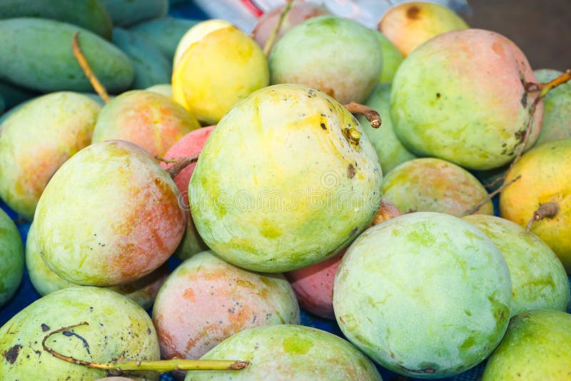 Mangoes R2E2 stock photo. Image of healthy, dessert - 229405932