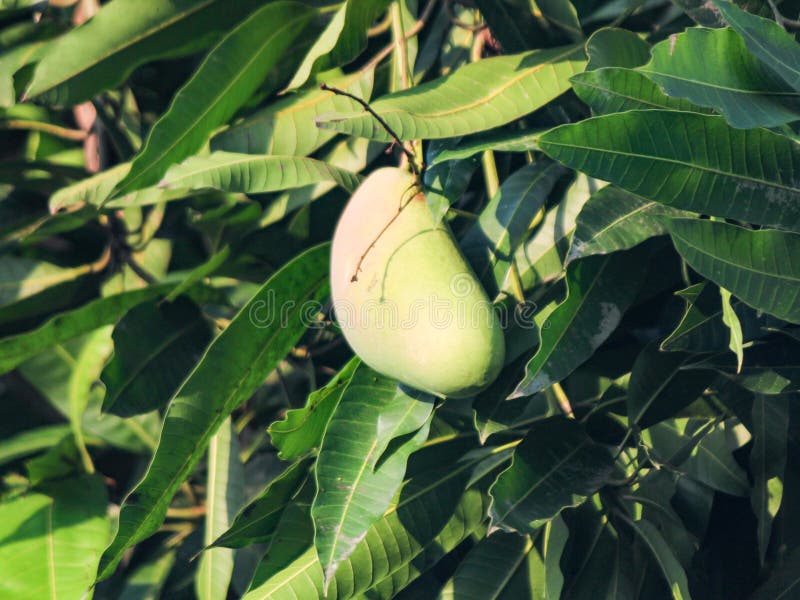 All Mangoes so Ripe and Yellow Stock Photo - Image of ripe, breakfast ...