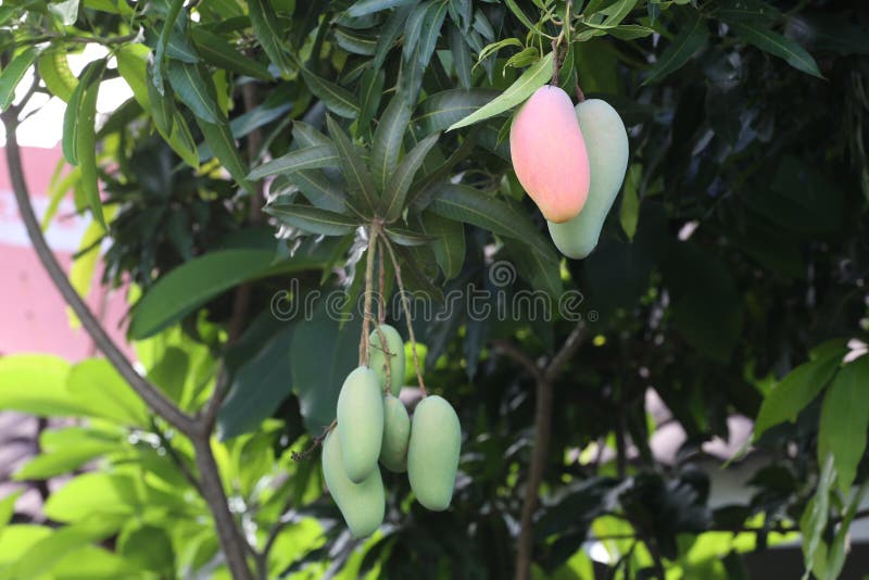 Mangoes Ripen on a Tree in the Backyard Stock Photo - Image of green ...