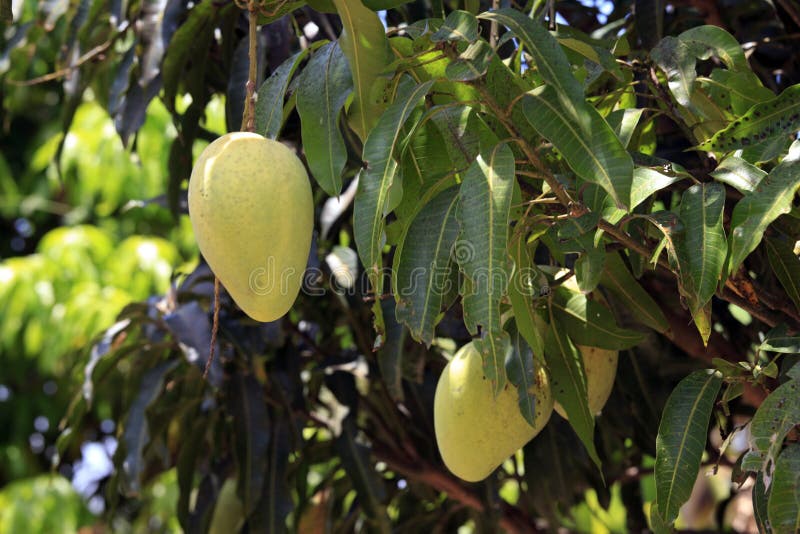 Ripening mangoes on tree 2 stock image. Image of growing - 100373195