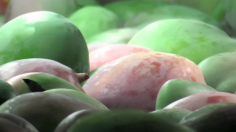 Mangoes Rolling in a Line of Industrial Processing Fruit Stock Video ...