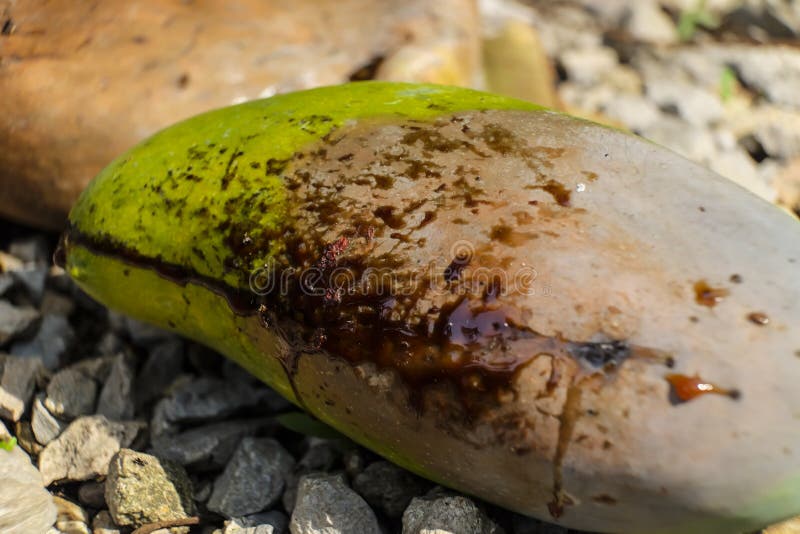 161 Rot Mango Fruit Stock Photos - Free & Royalty-Free Stock Photos ...