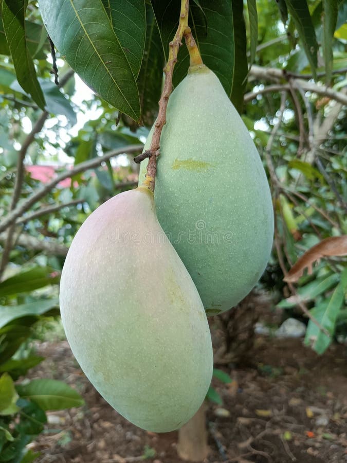 Mangoes in Short Mango Trees Stock Image - Image of mango, mangoes ...