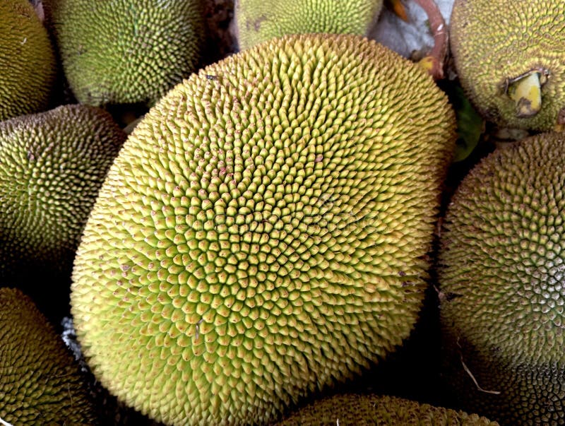 Mangoes that are Still Green and Have Thick, Rough Skin Stock Photo ...