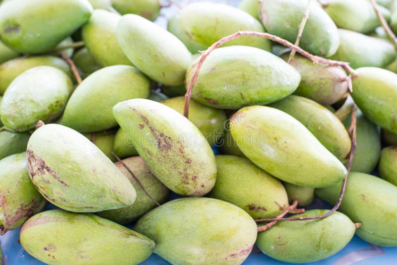 Thai Mangoes stock photo. Image of thailand, exotic, succulent - 20807922