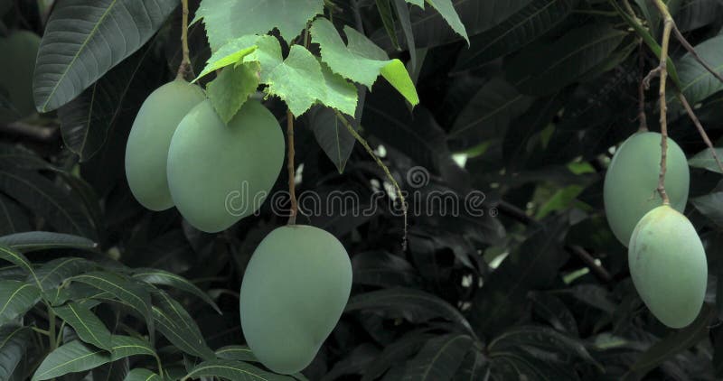 Sunshine, Mango Tree, Ripe, Mango, Fruit Stock Video - Video of mango ...