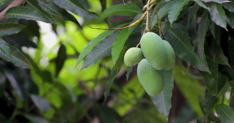Sunshine, Mango Tree, Ripe, Mango, Fruit Stock Footage - Video of ...