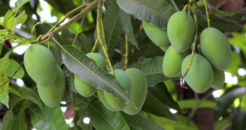 Sunshine, Mango Tree, Ripe, Mango, Fruit Stock Video - Video of fiber ...