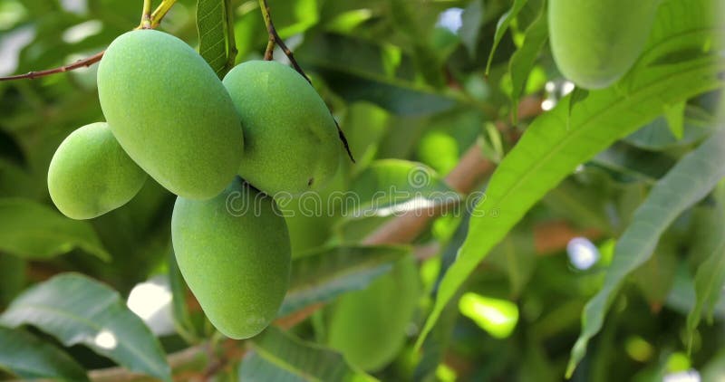 Sunshine, Mango Tree, Ripe, Mango, Fruit Stock Video - Video of high ...