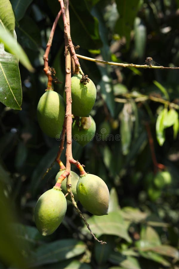 Mangoes on the tree stock image. Image of asia, garden - 100554589