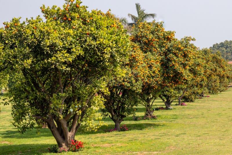 Mangoes tree in row stock image. Image of juicy, harvest - 140335485