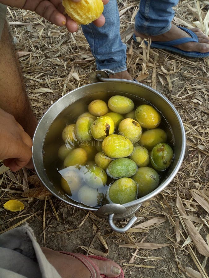This mangoes is very sweet stock photo. Image of sweet - 126839710