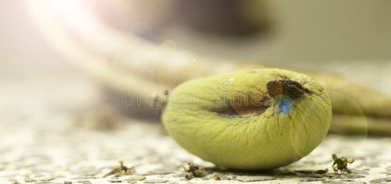 Mangoes are a Which is Very Small, Fall from the Tree Stock Image ...