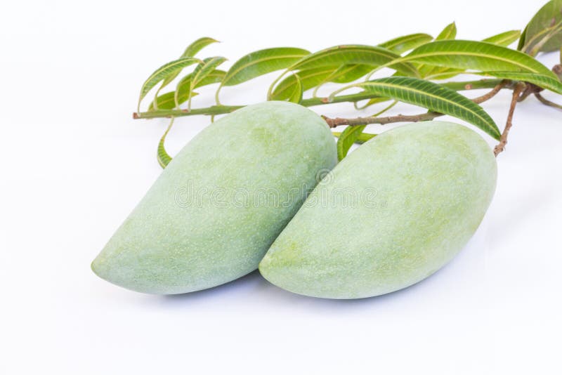 Mangoes on White Background Stock Image - Image of food, citrus: 41559747