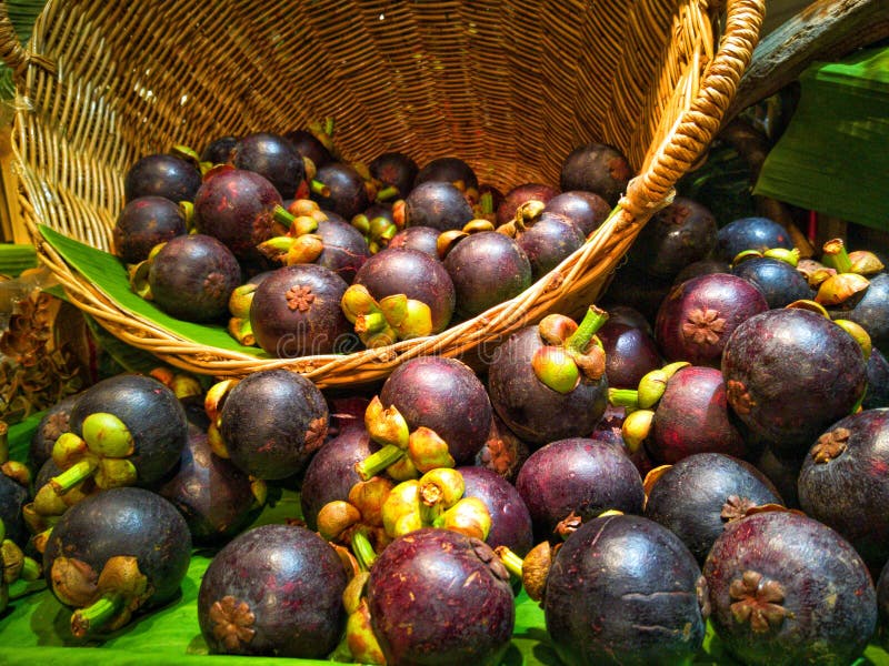 Mangoesteen the Queen of Fruit Stock Photo - Image of plant, food ...