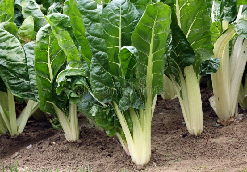 Mangold stock image. Image of seasonal, plants, green - 28881175