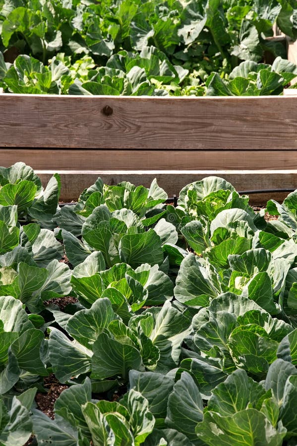 Mangold in the field stock image. Image of farm, color - 318433601
