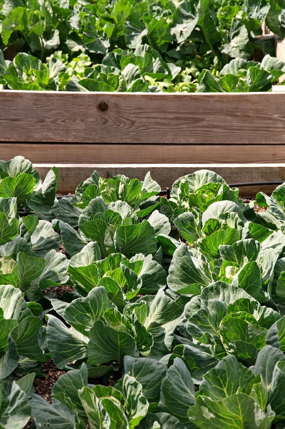 Mangold in the field stock image. Image of farm, color - 318433601