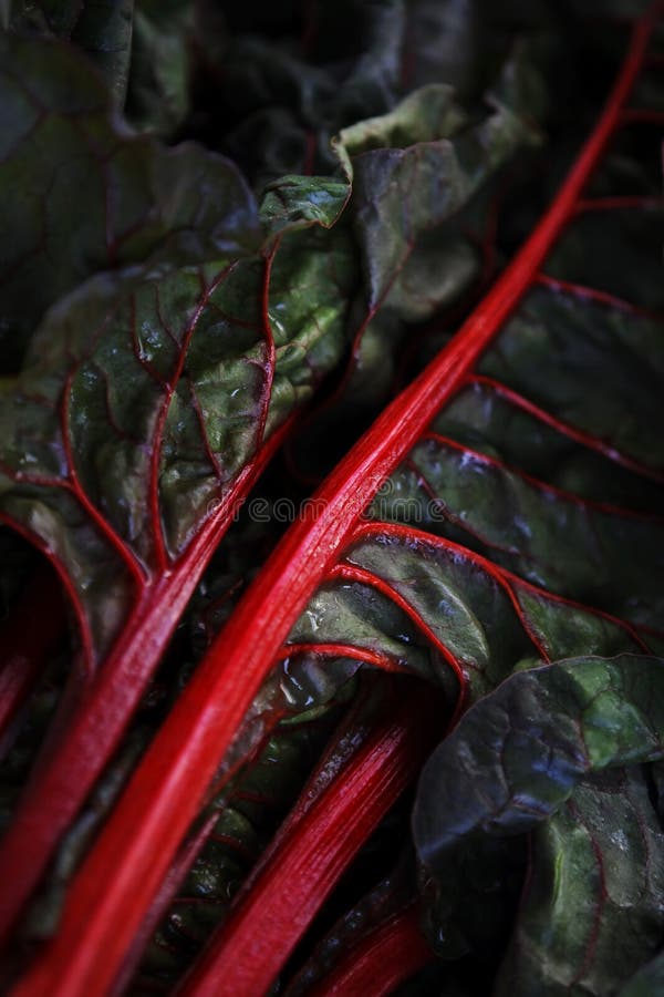 Mangold leaves close up stock photo. Image of cook, fresh - 22252520