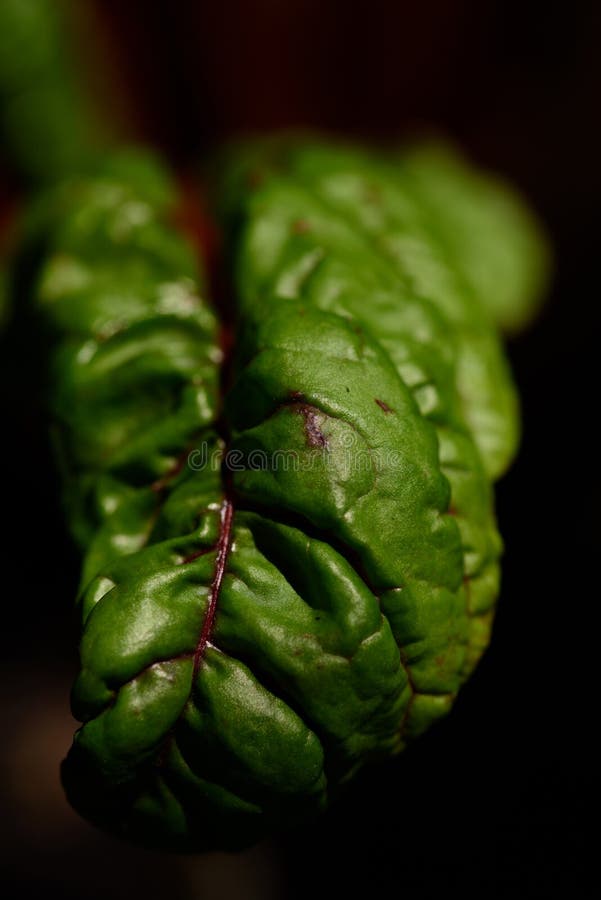 Mangold in the Organic Garden. Mangold Leaf Stock Photo - Image of ...