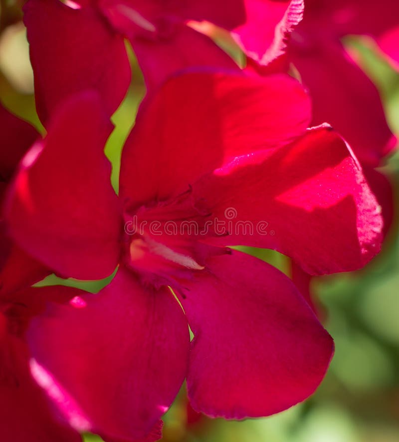 Mangolia Flowers in Bright Sun Stock Image - Image of forest, branch ...