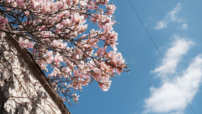 Mangolia stock photo. Image of spring, winter, branch - 272388330