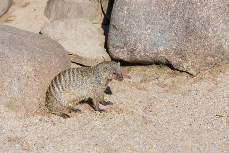 Mangoose stock photo. Image of mongoose, animal, africa - 78679542