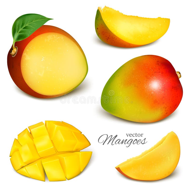 Mangos ilustración del vector. Ilustración de alimento - 97283680