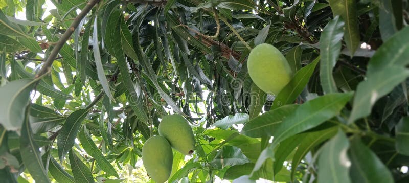 Mangos Folling on Tree is so Cute and Nice. Stock Image - Image of tree ...