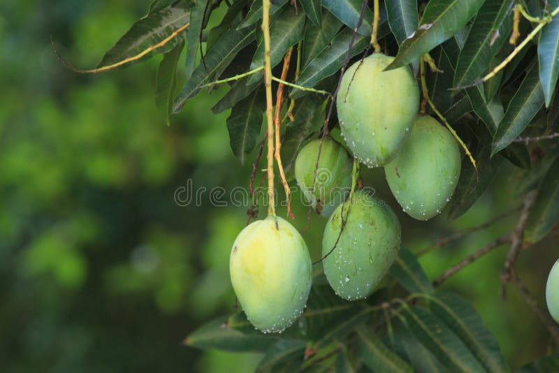 Mangos hanging stock photo. Image of tree, fresh, hanging - 268207438