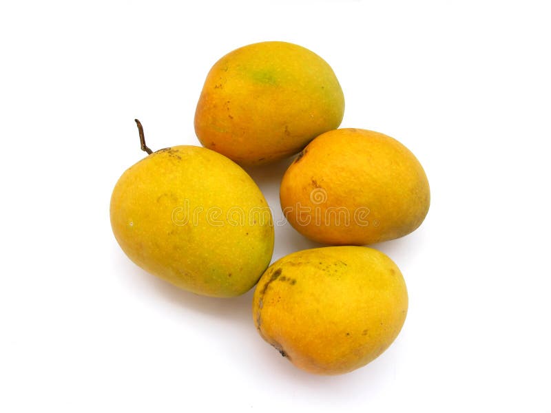 Mangos indios de Alfonso imagen de archivo. Imagen de india - 14085939