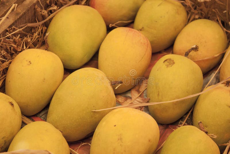 Mangos indios de Alfonso imagen de archivo. Imagen de india - 70901287